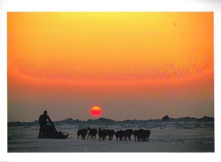 Dog Team Barrow Alaska Postcard OOS SOLD
